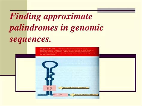 Ppt Finding Approximate Palindromes In Genomic Sequences Powerpoint