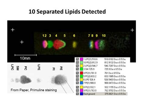 Protein N Terminal Sequence Proteomics And Mass Spectrometry Core Facility