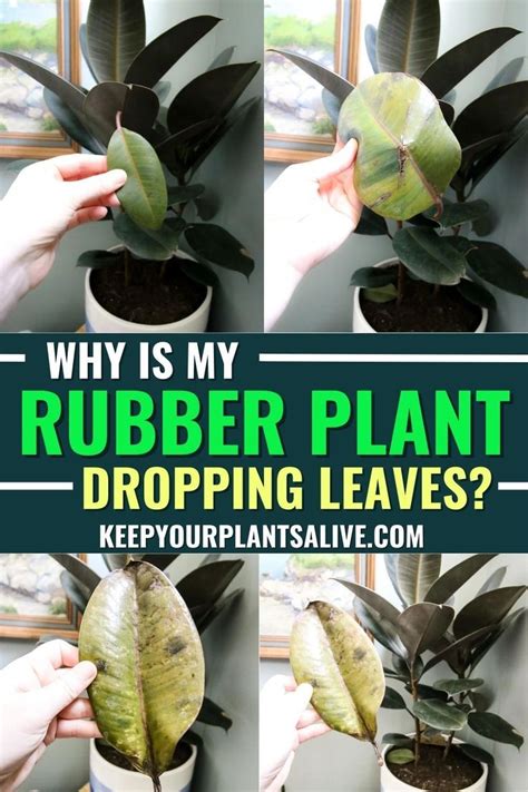 Why Is My Rubber Plant Dropping Leaves How To Trim Rubber Plant