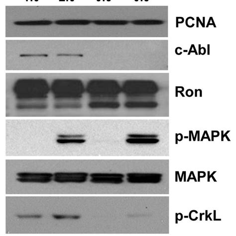 Hgfl Stimulates Y211 Phosphorylation Through C Abl Download Scientific Diagram
