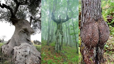 Can Trees Be Weird But Beautiful