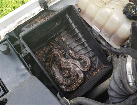 Results Whats The Strangest Thing Youve Found In Your Vehicles Airbox