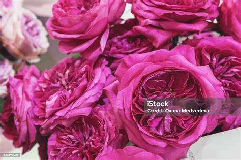 이국적인 멀티 색상의 장미 꽃다발입니다 카멜레온 가장자리에 색된 꽃잎과 꽃입니다 꽃 시장입니다 0명에 대한 스톡 사진 및 기타 이미지 Istock