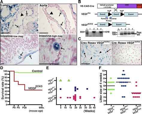 Autocrine Vegf Signaling Is Required For Vascular Homeostasis Cell
