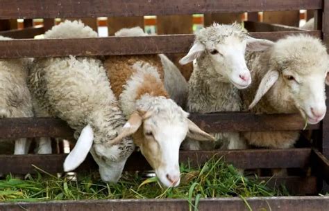 How Many Sheep Should You Have Per Acre Essential Guide Savvy Farm Life