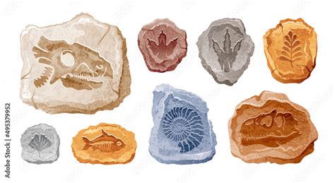 Fossil Vector Archeologic Fossil Dig Set Dinosaur Dino Foot Sea