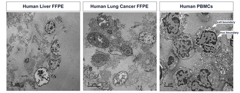 Does The Ffpe Demonstrated Protocol Produce A Suspension Of Single Nuclei Single Whole Cells Or