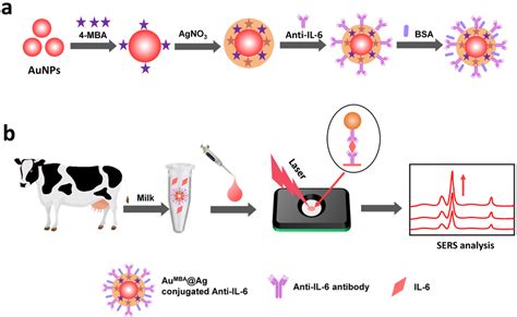 Schematic Illustration Of A The Synthesis Of Bio Functionalized Download Scientific Diagram