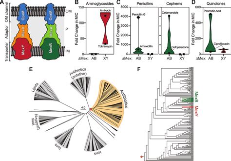 Substrate Selectivity And Molecular Evolutionary Analysis Of Two P