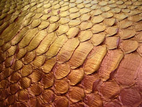 Red Skin Of Python Snake Stock Image Image Of Background