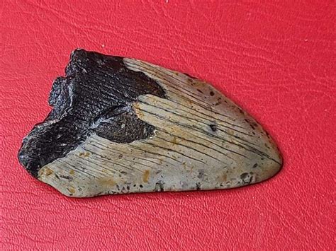 Fossilized Megalodon Tooth Prime Time Auctions Inc