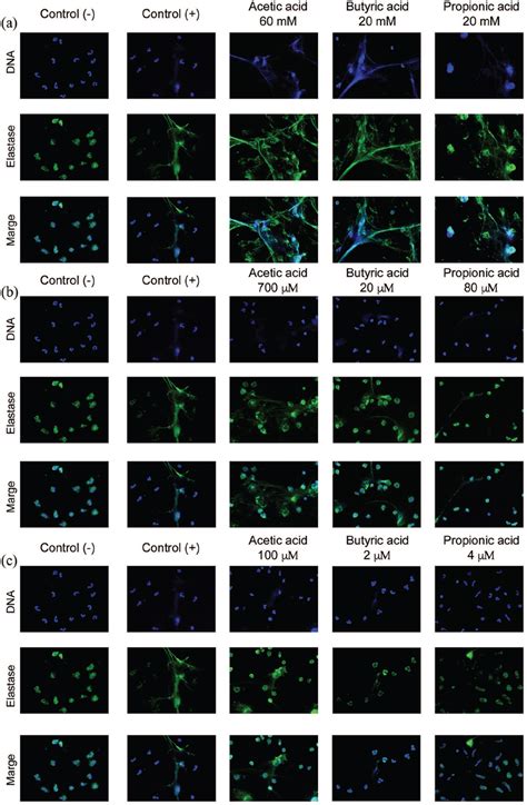 Scfas Stimulate The Formation Of Net The Scfas At A Millimolar Download Scientific Diagram