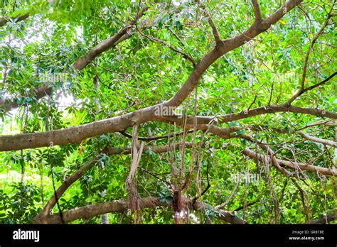 Twig Trees Background Stock Photo Alamy