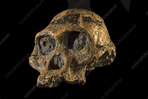 Australopithecus Africanus Skull Stock Image C0553200 Science