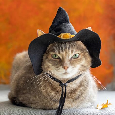 Witch Cat Hat Halloween Photo Prop Wizard Hat Halloween Cat Costume