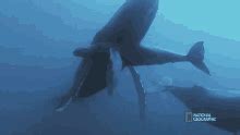 Blue Whale S Tenor