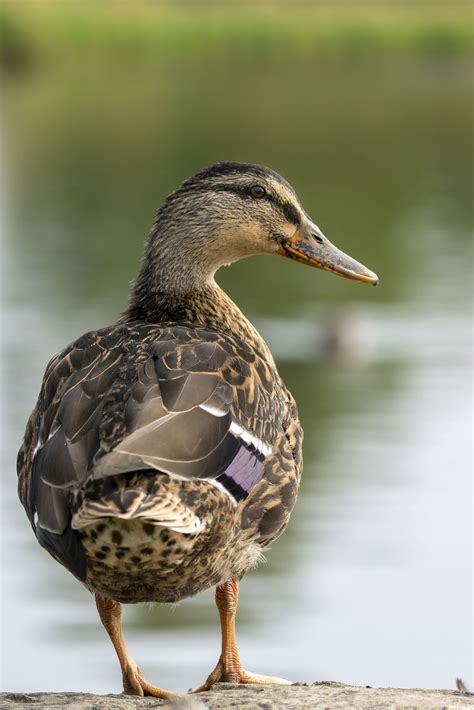 The Sigma 150-600mm Contemporary In The Field | Simon's blog of ...