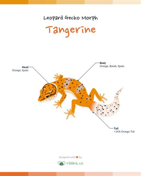 Leopard Gecko Leopard Gecko Morphs Gecko