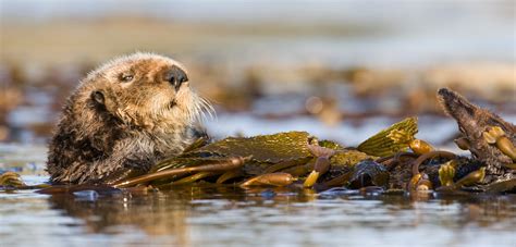Sea Otters In Kelp Forests At Alaina Johnson Blog