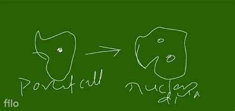 Q Draw Well Labelled Diagram Of Binary Fission In Amoeba And Budding In