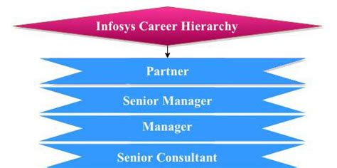 Career Hierarchy Career Pathchoices And Options Hierarchy