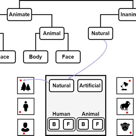 Exploiting Intrinsic Dataset Hierarchy In Order To Place Confounds