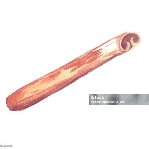 향기로운 갈색 계피 포드 향신료로 사용되는 말린 나무 껍질 0명에 대한 스톡 벡터 아트 및 기타 이미지 0명 가지 식물 부위 갈색 Istock