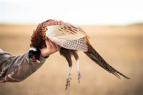 North Dakota Pheasant Hunt Ringneck Resort Combo