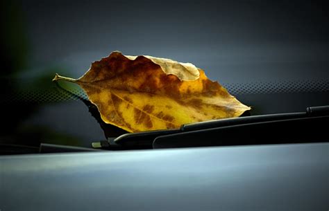 떨어지는 동안 자동차의 앞 유리에 잎 가을 여름이 끝납니다 9월 10월 클로즈업 가을에 대한 스톡 사진 및 기타 이미지 Istock