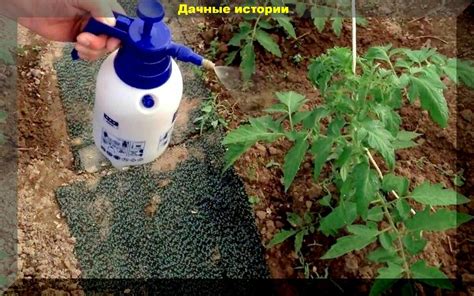 Что можно использовать в качестве прилипателя при опрыскивании растений ...