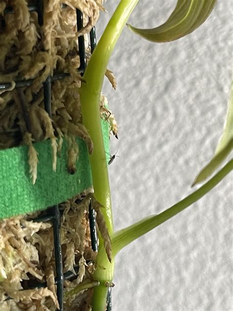 Bug Id Please R Plantclinic