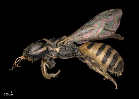 Ceratina Lioceratina Exotic Bee Id