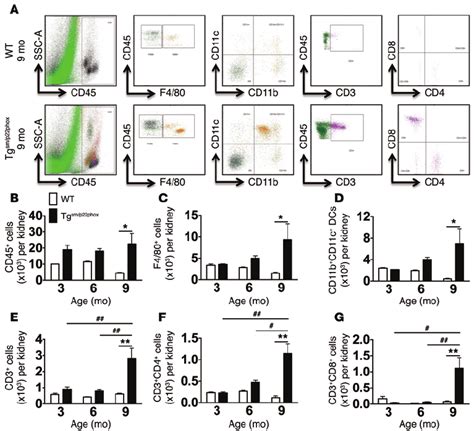 Flow Cytometry Analy Sis Of Renal Leukocytes Single Cell Suspensions