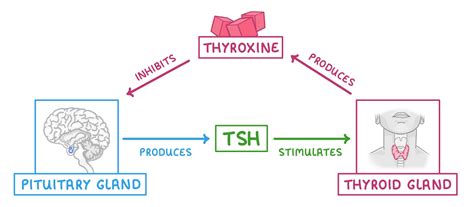 Adrenaline And Thyroxine Lesson Gcse Biology Ocr 21st Century Higher