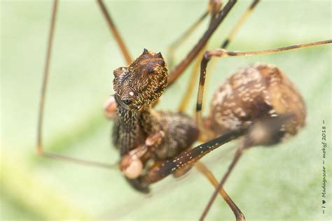 Assassin Spider Pelican Spider Eriauchenius Sp Male Flickr
