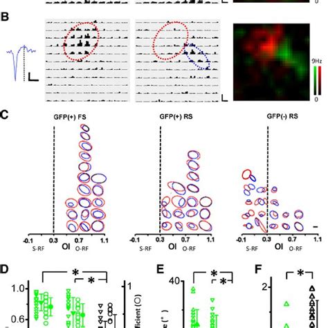 Comparison Of Rf Properties Of Excitatory Neurons Between The