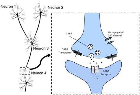 solved the figure below shows a neuronal circuit neuron 1 and neuron