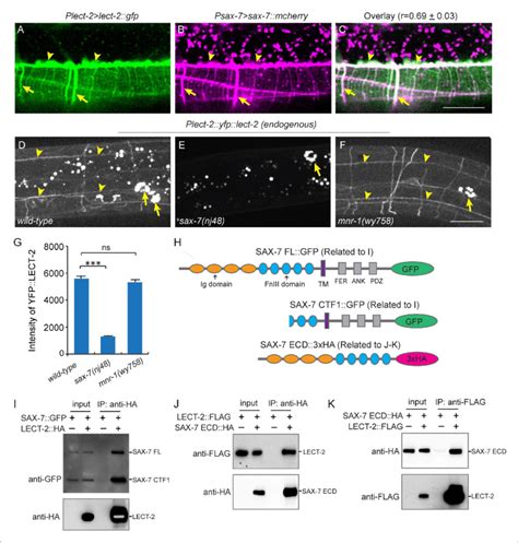 Lect 2 Interacts With Sax 7 A C Confocal Images Showing