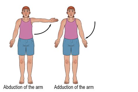 Six Main Joint Movement Mammoth Memory Definition Remember Meaning