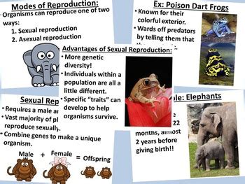 Sexual Vs Asexual Reproduction By Science Station TpT