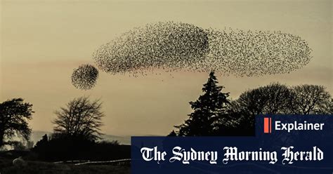 What Is Swarm Intelligence And Which Species Do It