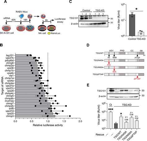 Rabies Virus Structure And Function