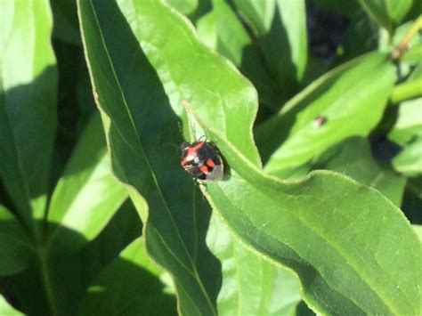 Twice Stabbed Stink Bug PEST CONTROL CANADA