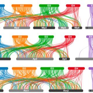 Genome Reorganisation Across Aphids And Fragmentation Of The Sex X Download Scientific