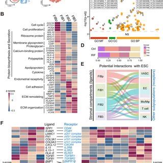 Identification Of Population Of Human Endometrial FIB At The WOI A Download Scientific