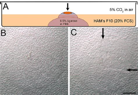 Schematic Illustration Cross Section Of The Experimental Setting Download Scientific Diagram