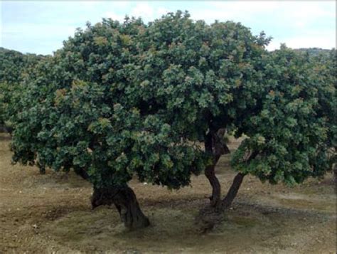 The Best Ornamental Trees To Grow In Arizona PlantNative Org