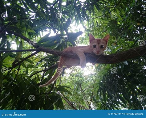Cat On A Tree Stock Image Image Of Leaf Treenn Friendship