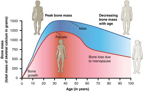 What Is The Difference Between Bone Mass And Bone Density Pediaa Com