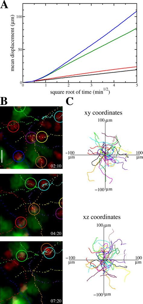T Cell Motion A Mean Displacement Plots For Different Update Times Download Scientific